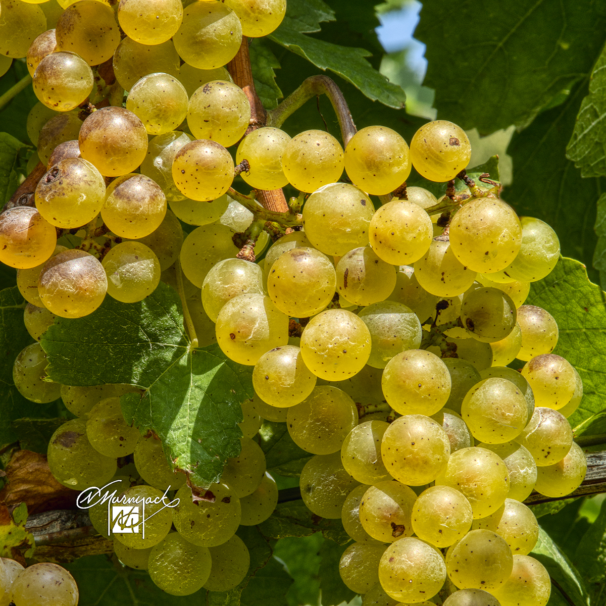 Vineyard Series-Chardonnay - NCM Studio, Inc.